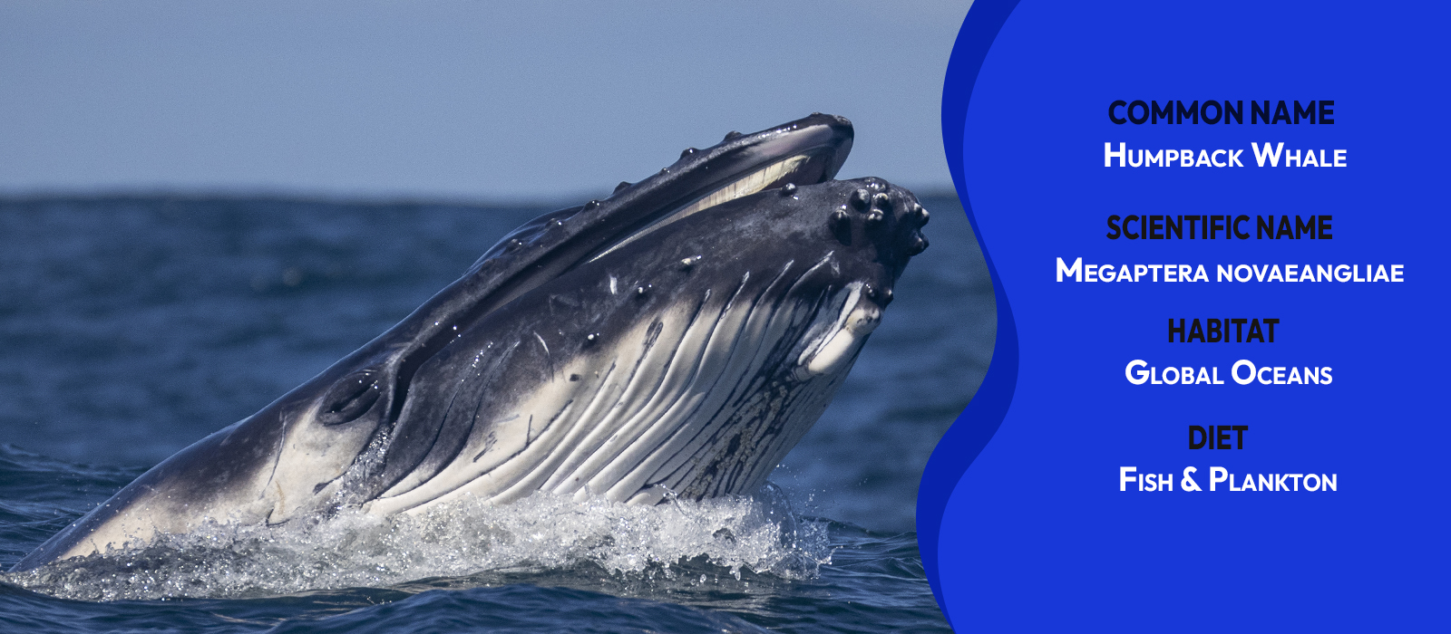 Amazing Humpback Whale Facts