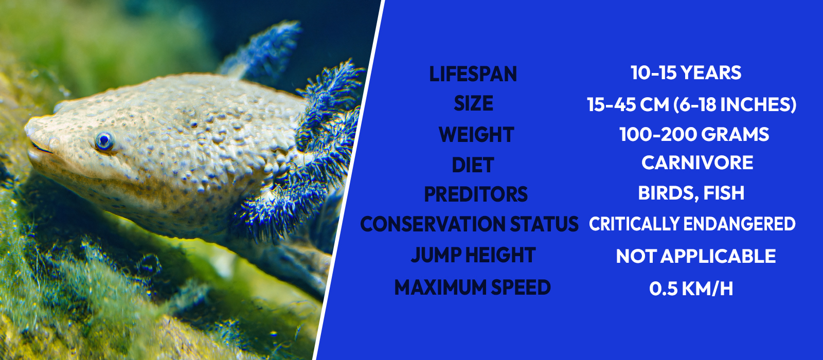 Amazing facts about the Axolotl - Ethologix