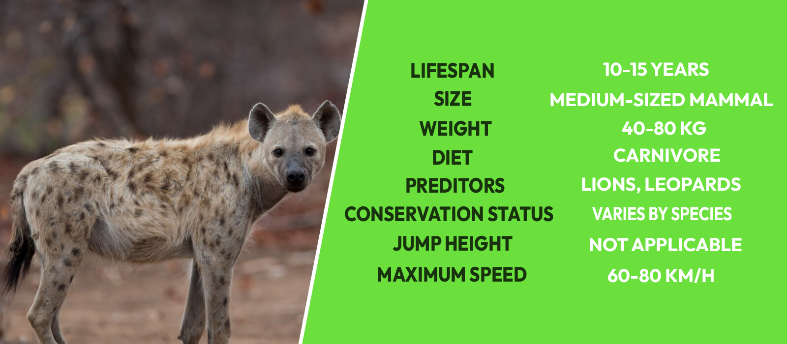 5 Fascinating Hyena Facts - Ethologix
