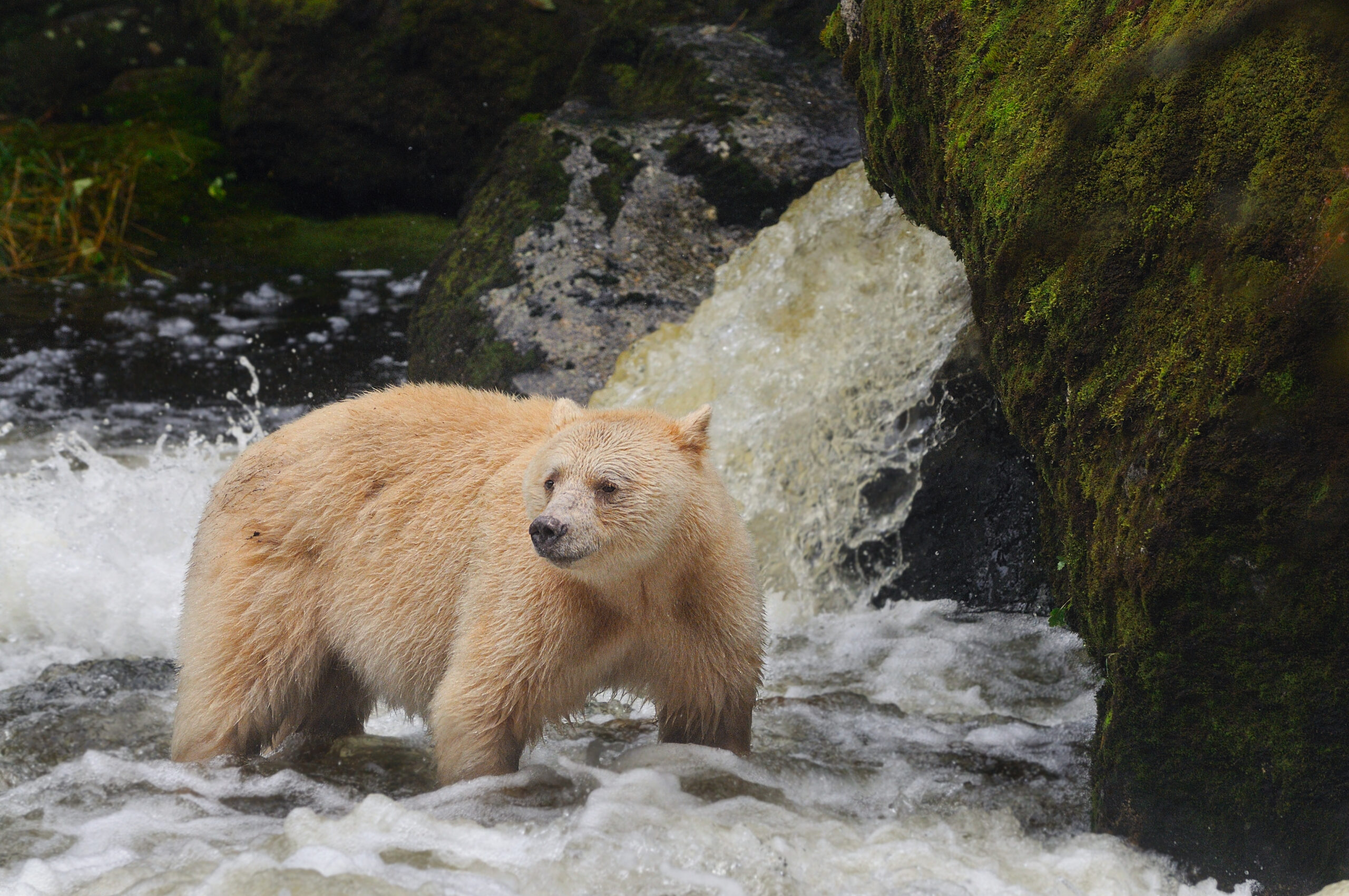 What Is a Spirit Bear? Facts, Habitat & Cultural Significance (2025)