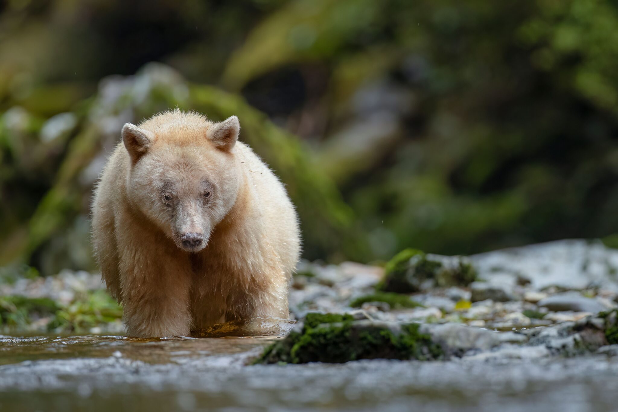 What Is a Spirit Bear? Facts, Habitat & Cultural Significance (2025)